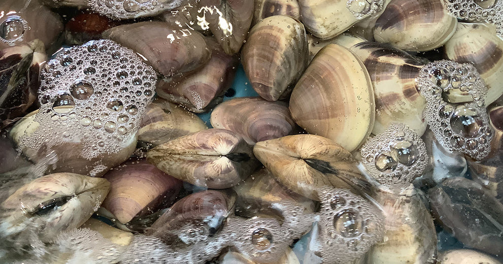 How to Clean Clams For Cooking | Purging Clams - Fulton Fish Market
