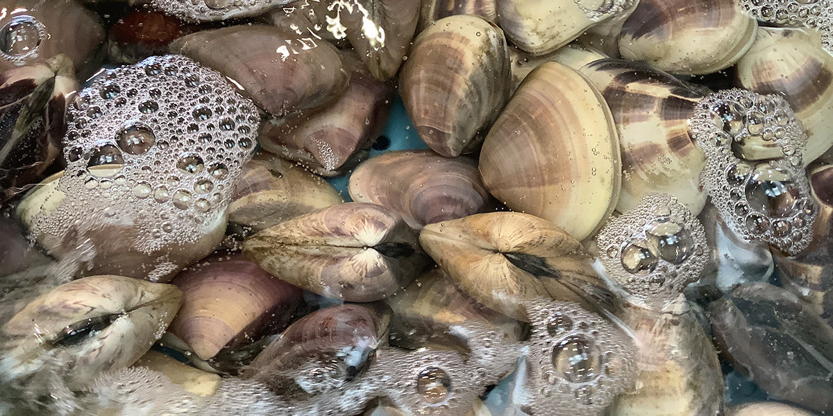 How to Clean Clams For Cooking | Purging Clams - Fulton Fish Market