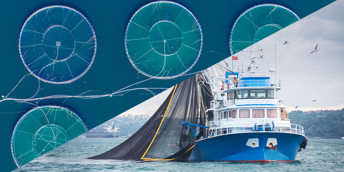 Farm Raised vs Wild Caught Seafood | Fulton Fish Market