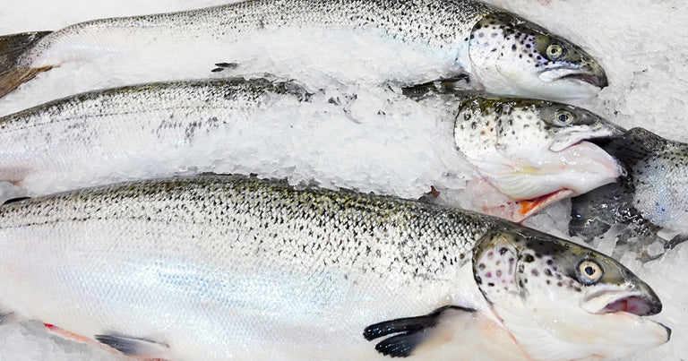 Your Essential Guide to Salmon | Different Types of Salmon