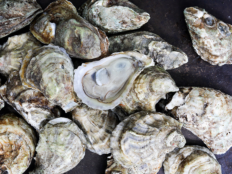 Buy Blue Point Oysters Online | Fresh East Coast Oysters