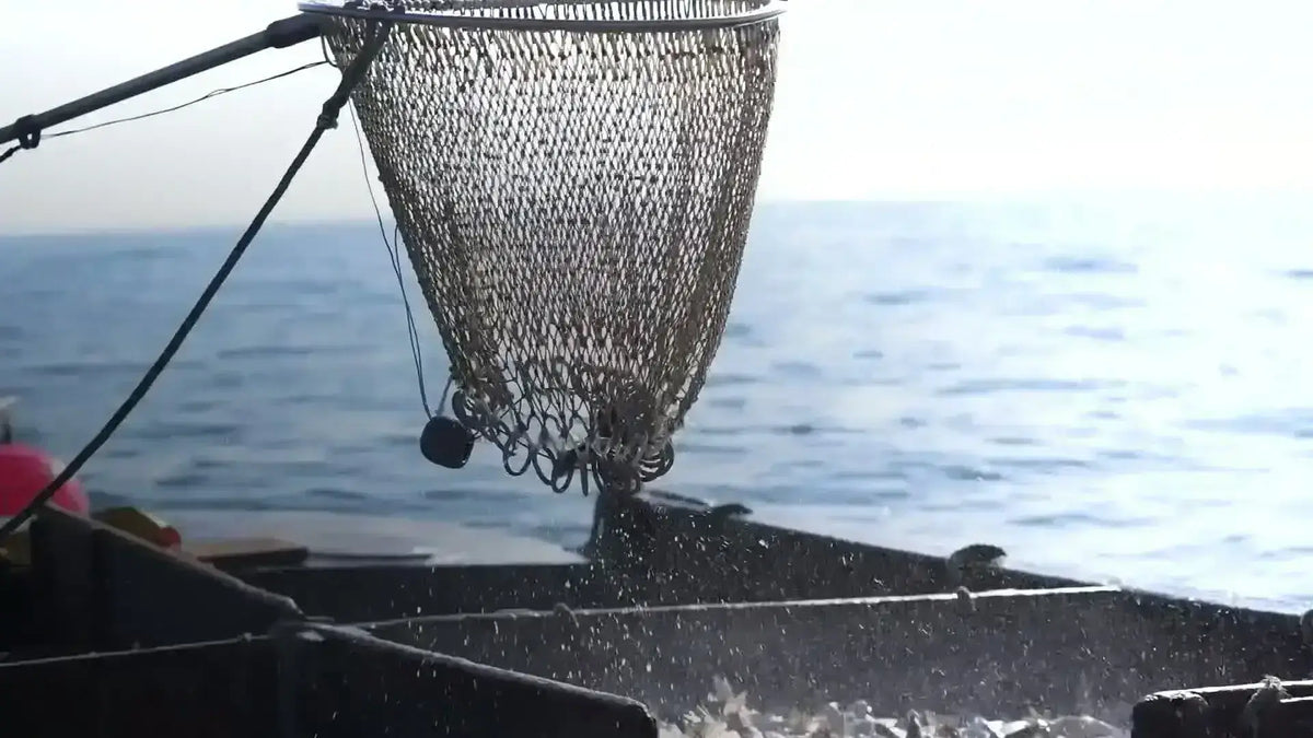 Buy Seafood Online | Seafood Delivery - Fulton Fish Market