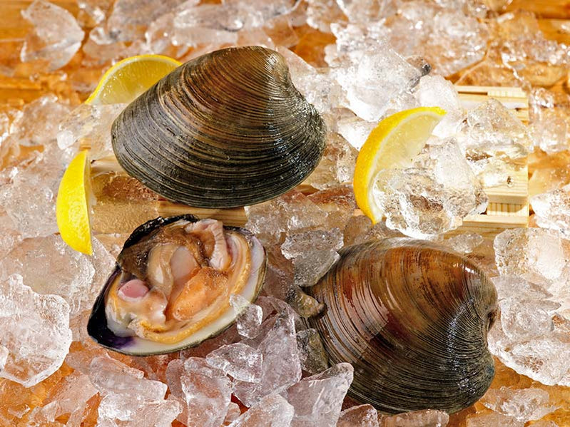 Buy Fresh Clams Online | Live Clams - Fresh Seafood Delivery